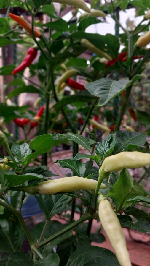 Indonesian Rawit Chilli Which almost Ripe Stock Image - Image of ripe ...
