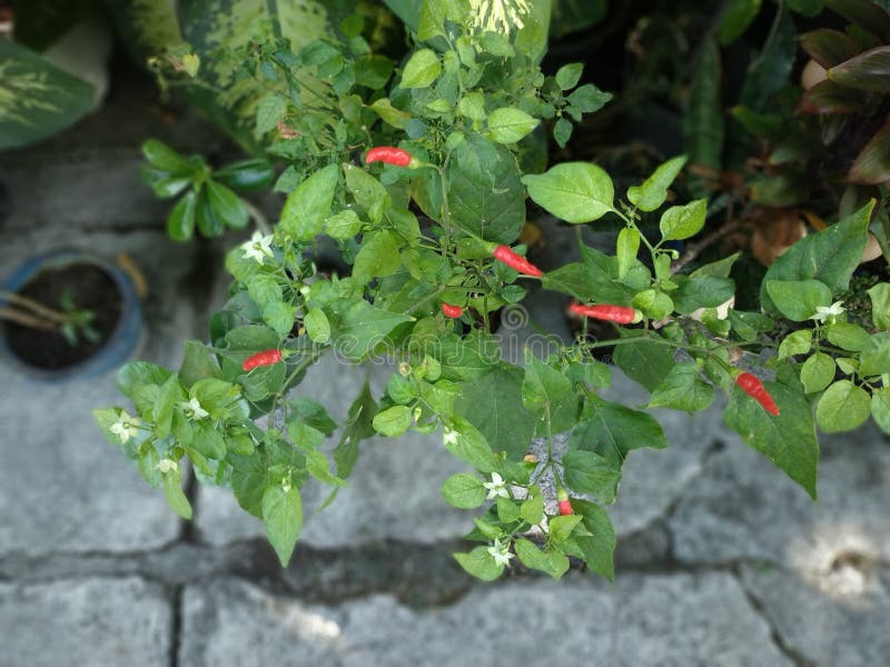 Indonesian Red Cayenne Pepper Stock Photo - Image of plant, green ...