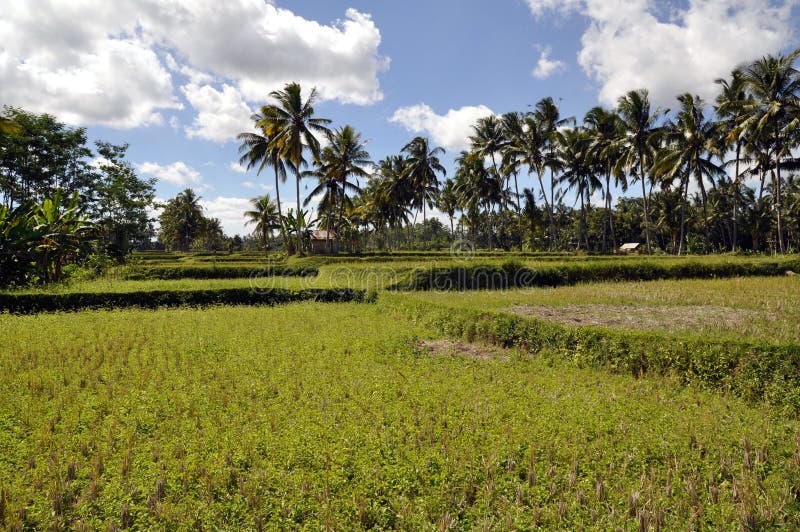 Indonesian rice field stock image. Image of grass, bali - 10910329