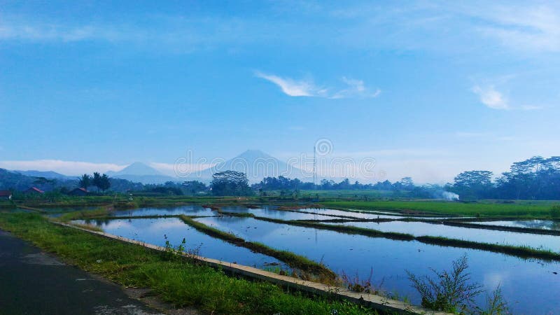 Indonesian rice field stock image. Image of river, water - 226482985