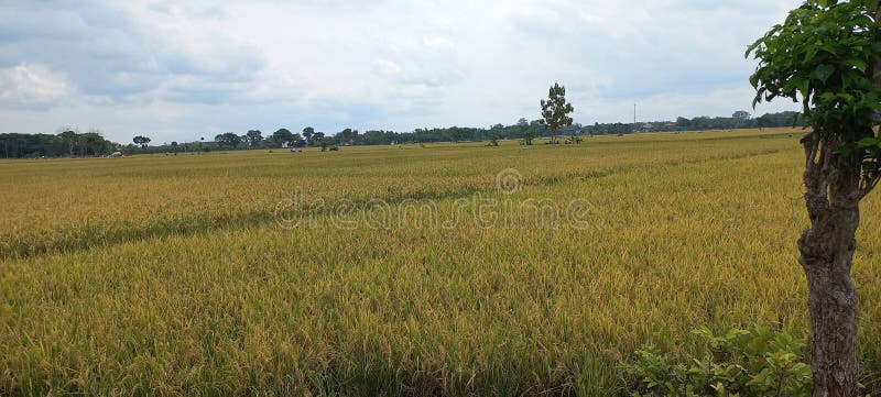 Indonesian Rice Field Ready To Harvest Stock Photo - Image of field ...