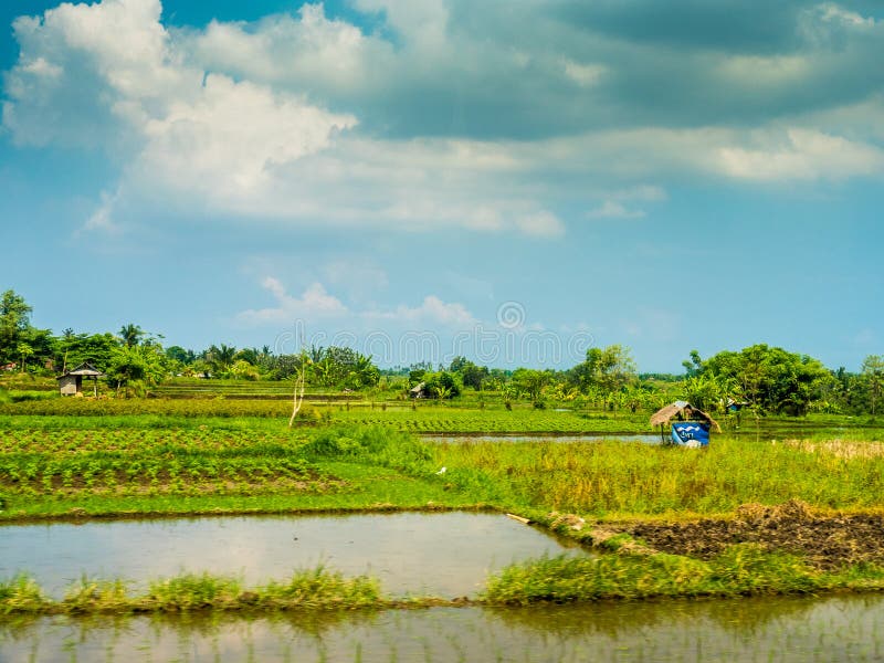 Indonesian Rice Fields Landscape Editorial Stock Image - Image of ...