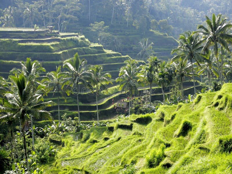 Indonesian rice fields stock image. Image of valley, fields - 44119633