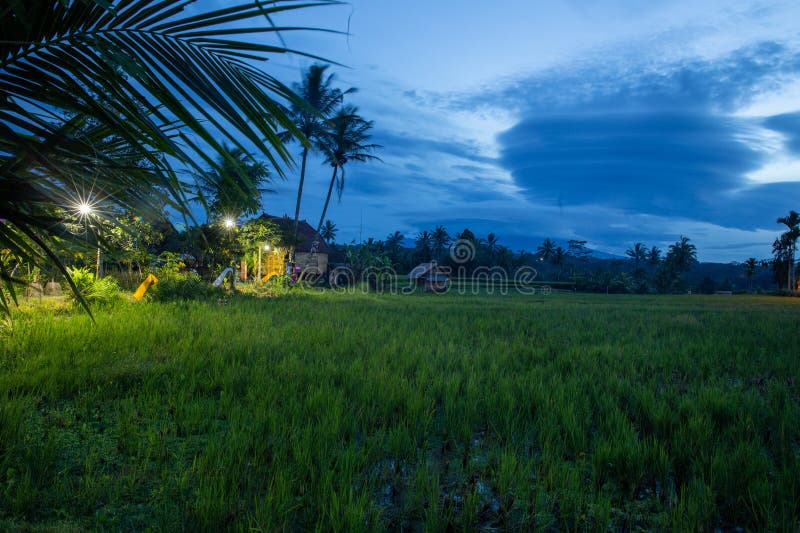 Indonesian Rice Patty in the Morning Stock Photo - Image of nature ...