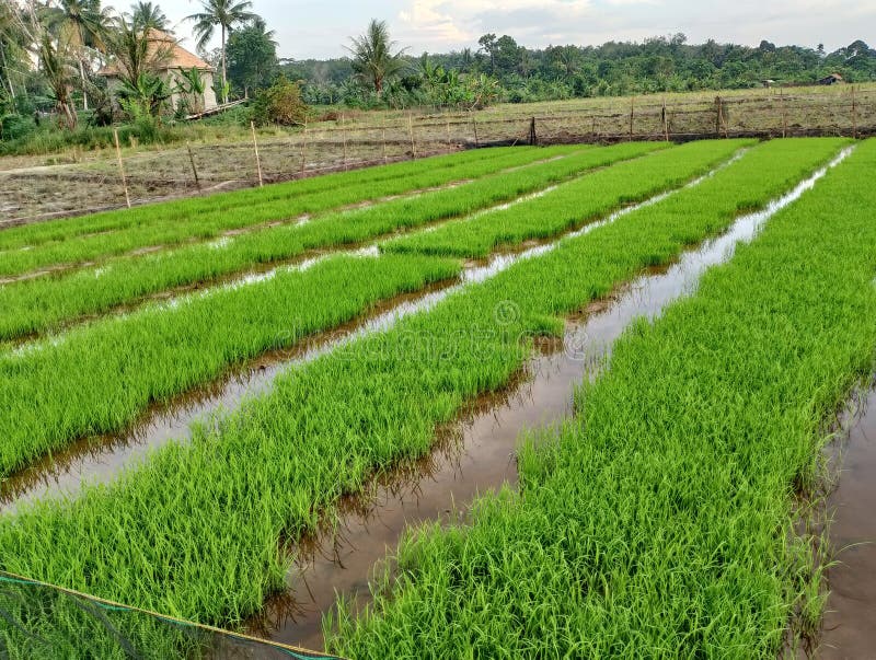 Indonesian rice seedlings stock photo. Image of green - 328364636