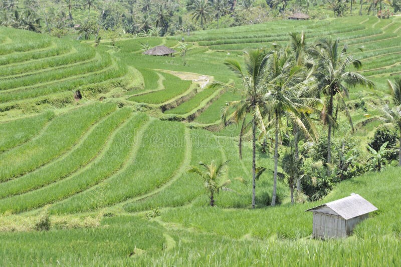 Indonesian rice terraces stock photo. Image of indonesia - 16749884