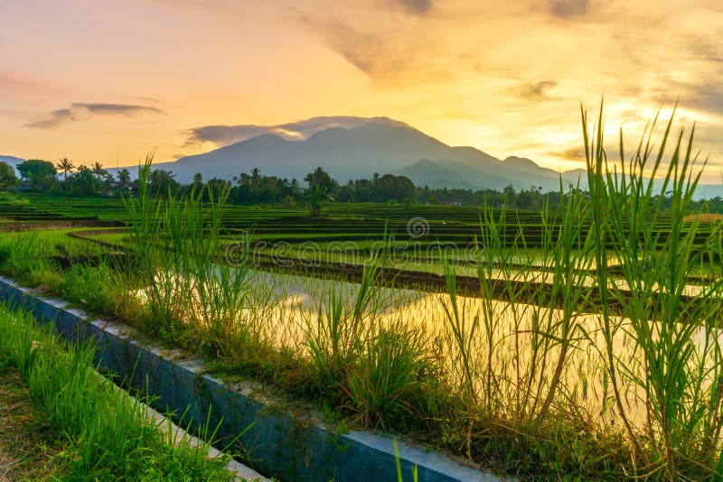 Indonesian Scenery in the Morning, Green Rice Fields, Bright Sunrise ...