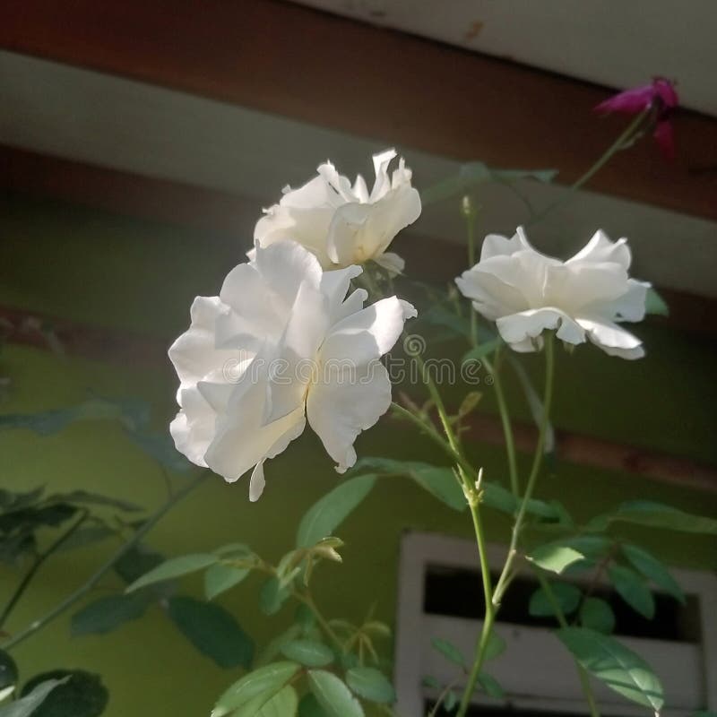 Indonesian Small White Roses Stock Photo - Image of indonesian, white ...