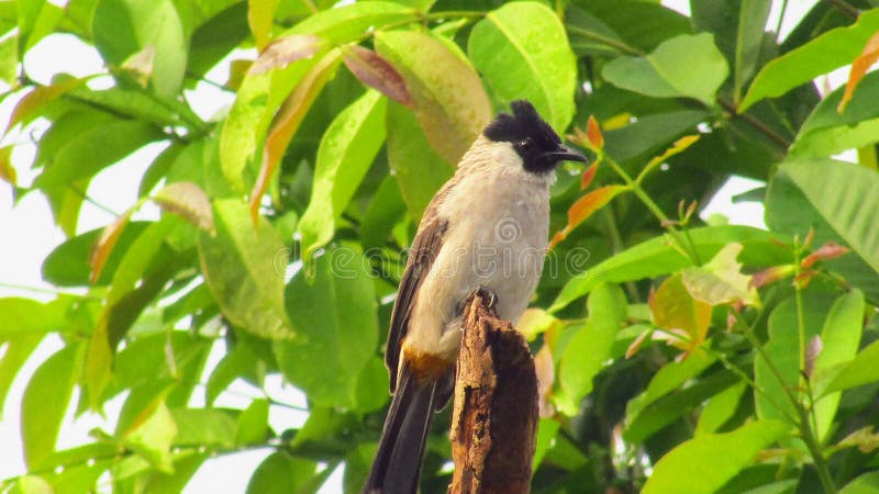 Sooty-headed Bulbul stock photo. Image of headed, animal - 260561508