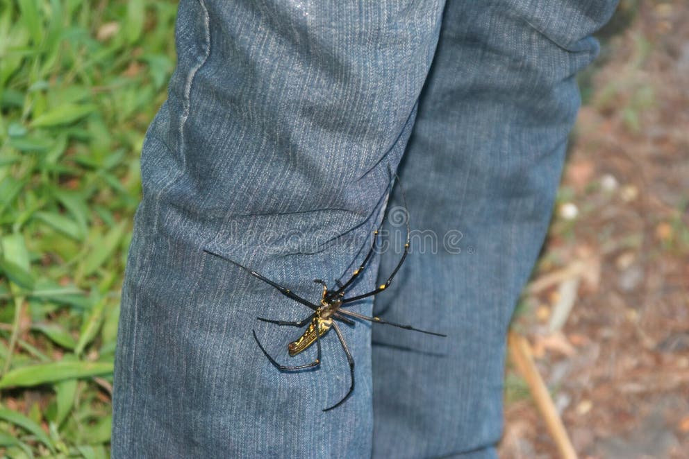 Indonesian spider stock image. Image of east, tourism - 66895803