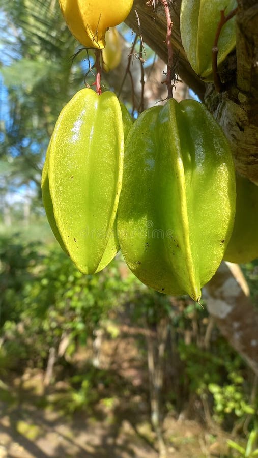 Indonesian Starfruit in the Tree Stock Image - Image of agriculture ...
