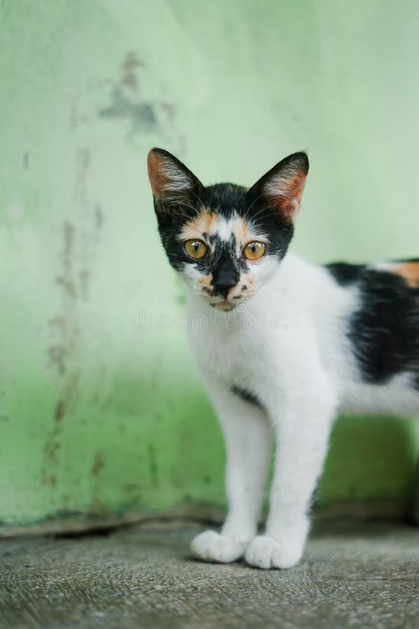 Indonesian stray cat stock image. Image of stray, kucing - 264661391