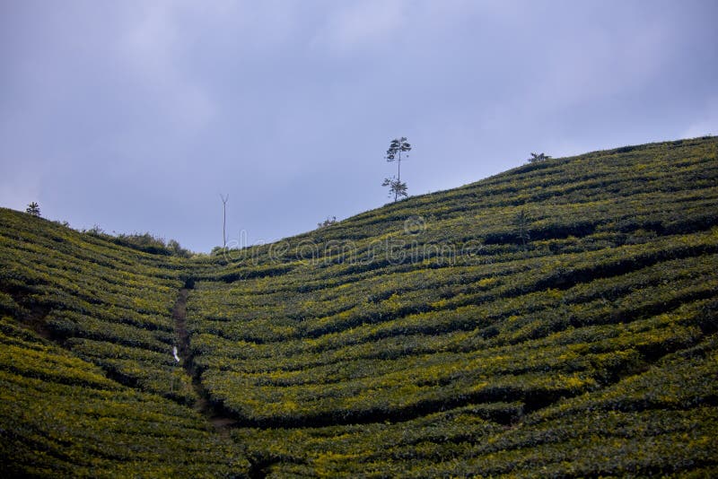 Indonesian tea fields stock photo. Image of culture, healthy - 44761006