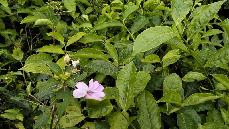 Indonesian Tea Gardens, Central Java Stock Image - Image of java ...