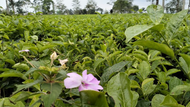 Indonesian Tea Gardens, Central Java, Indonesia Stock Photo - Image of ...