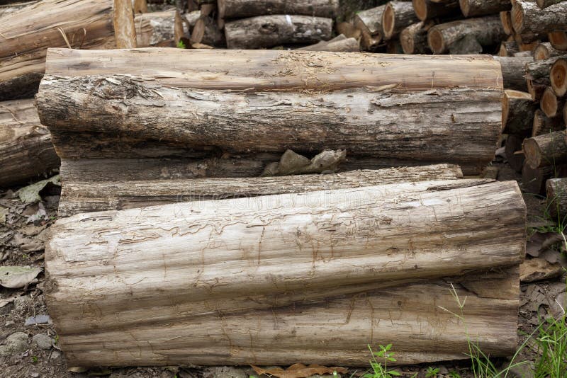 Indonesian Java Teak Wood Industry Stock Photos - Free & Royalty-Free ...