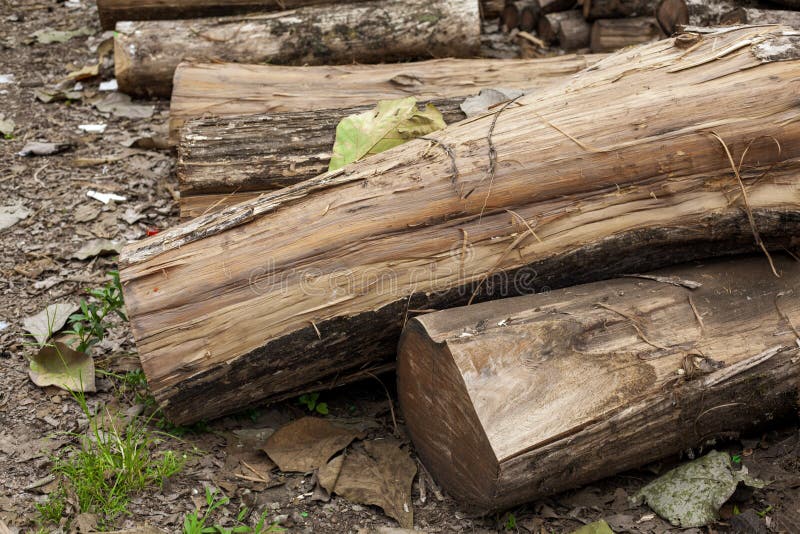 Indonesian Teak Wood Industry Stock Photo - Image of natural, closeup ...