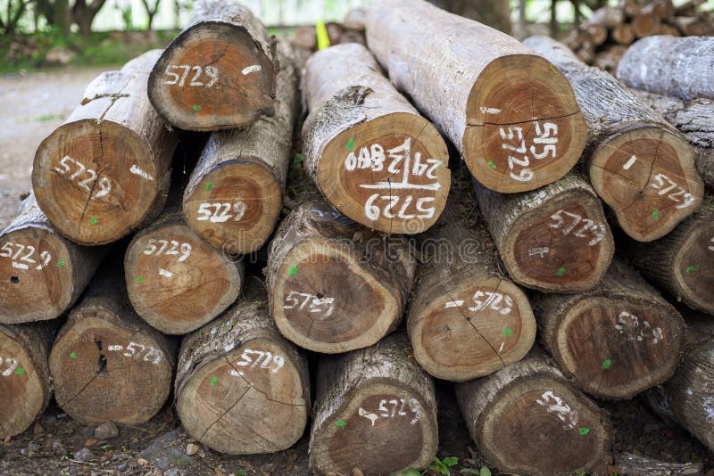 Indonesian Teak Wood Industry Stock Photo - Image of construction ...