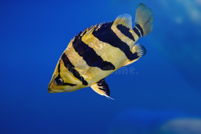 Indonesian Tiger Datnoid - Freshwater Fish Stock Photo - Image of ...