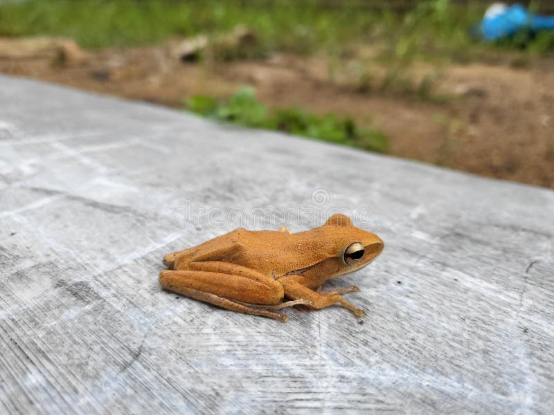 Indonesian tree frog stock photo. Image of animal, frog - 260729236