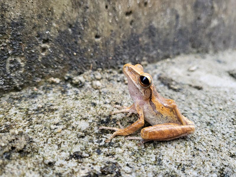 Indonesian tree frog stock photo. Image of asian, nature - 260729240