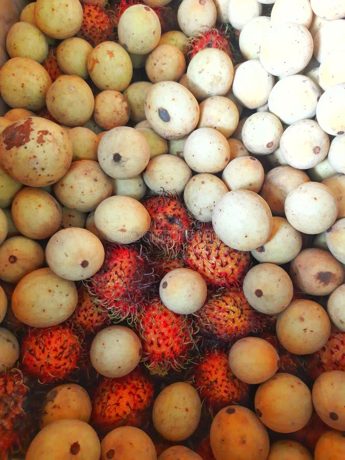 Indonesian Tropical Fruit Tastes Sweet Stock Photo - Image of ...