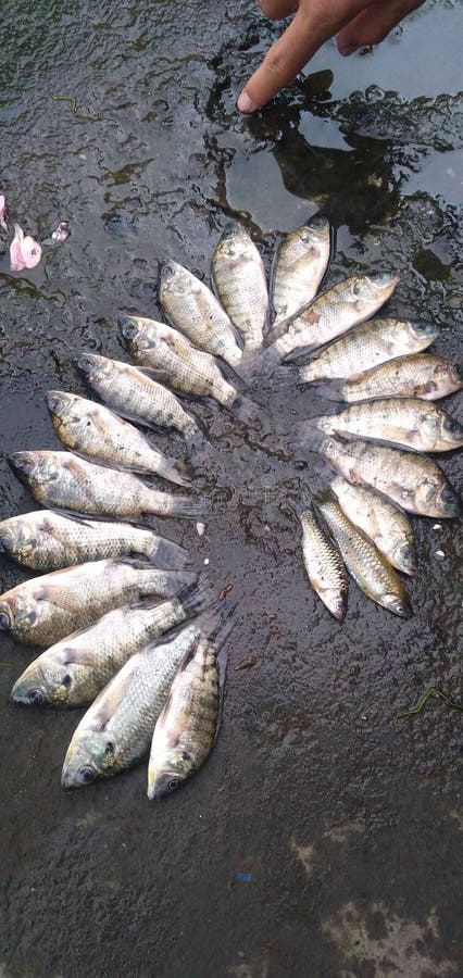 Indonesian Typical Fish Fishing Results Stock Photo - Image of fish ...