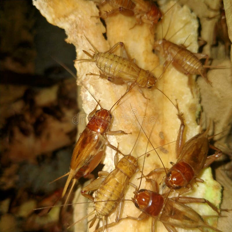 Indonesian Version of Cricket Farming, for Example Crickets Stock Image ...