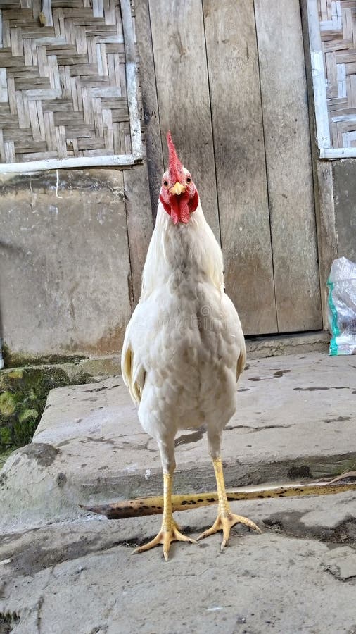 Indonesian White Rooster stock photo. Image of mixture - 327645914