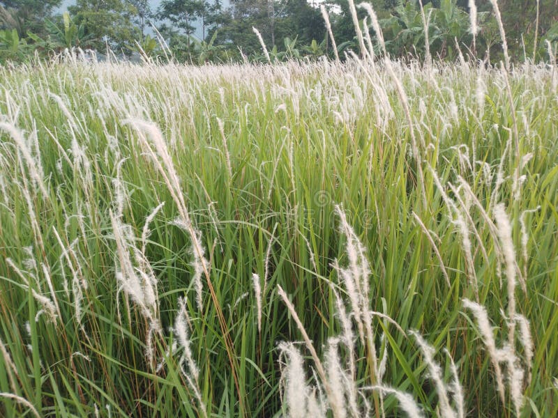 Indonesian White Weed Grass Stock Image - Image of beautiful, grass ...