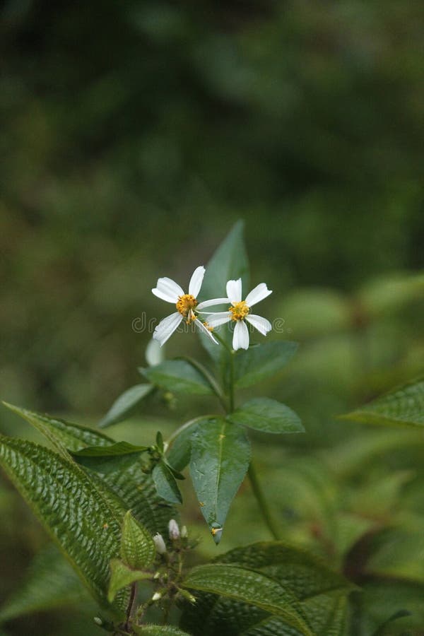 Indonesian Wild Plants Leaves and Flowers Stock Image - Image of ...