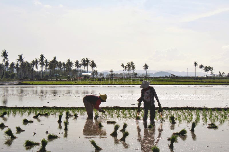 Indonesian Women Working and Bending in the Mud during the Process of ...