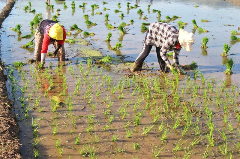 Indonesian Women Working and Bending in the Mud during the Process of ...