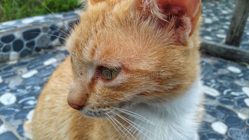 Indonesian yellow cat stock image. Image of yello, daydream - 280460515