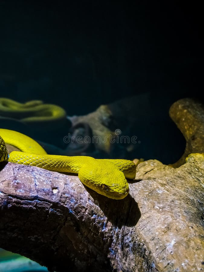 Indonesian yellow viper stock image. Image of tortoise - 248299729