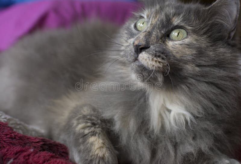 Indoor Cat stock photo. Image of face, nose, mammal, purebred - 82597210