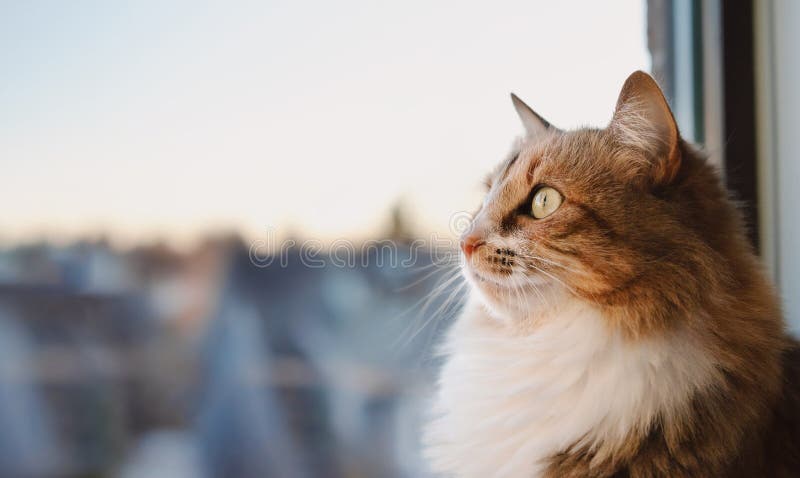 Indoor Cat Looking at Something Outside. Stock Image - Image of ...