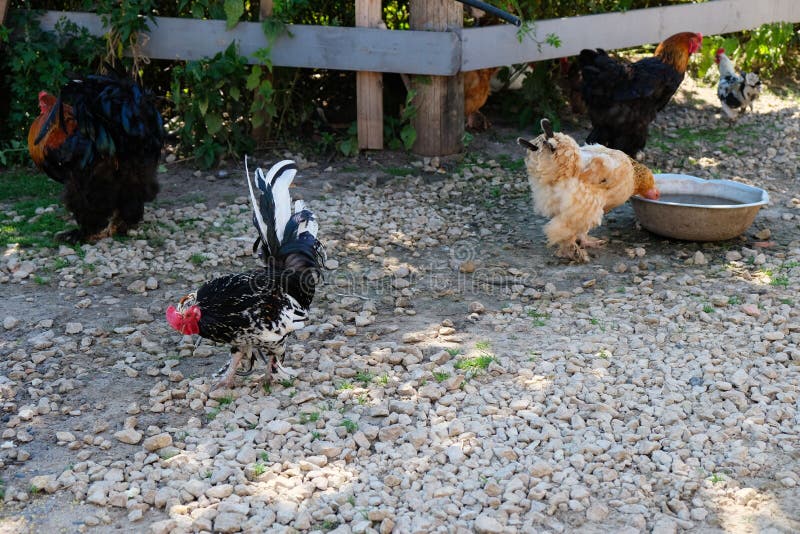 Indoor Chickens Outdoors, Chicken Coop in a Farm Stock Photo - Image of ...