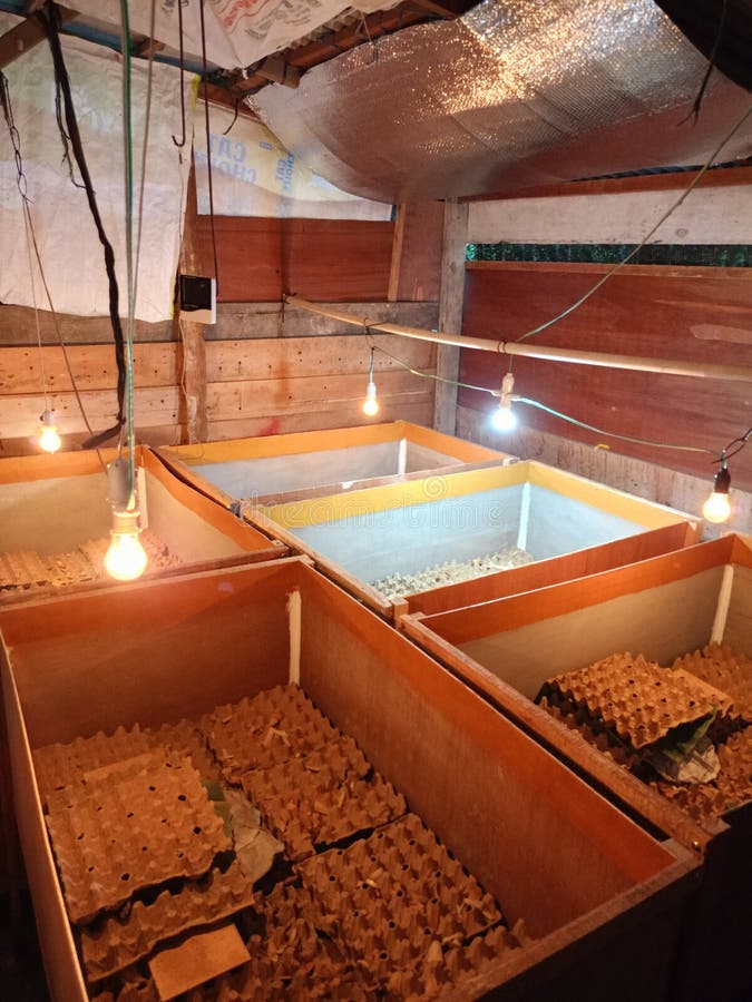 Indoor cricket farming stock photo. Image of animal - 290630562