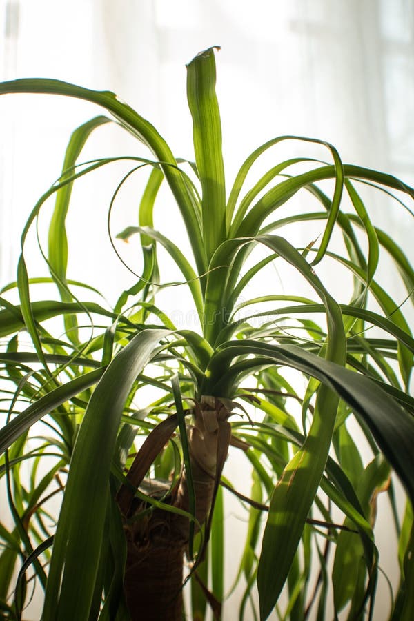 Indoor dragon palm tree stock image. Image of decoration - 178082807