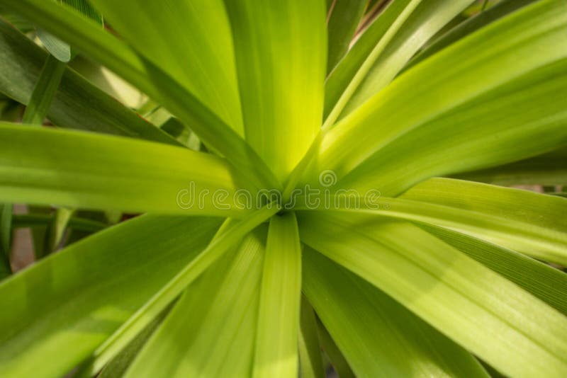 Indoor dragon palm tree stock image. Image of house - 178082659