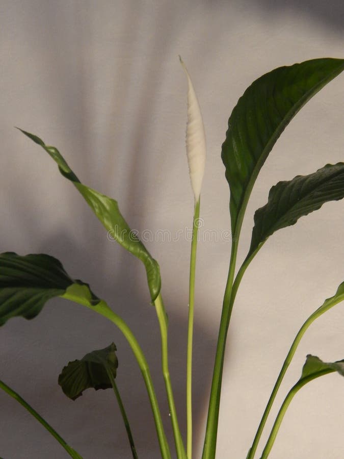 Indoor Flower with a Blooming Bud of White Color Stock Photo - Image of ...