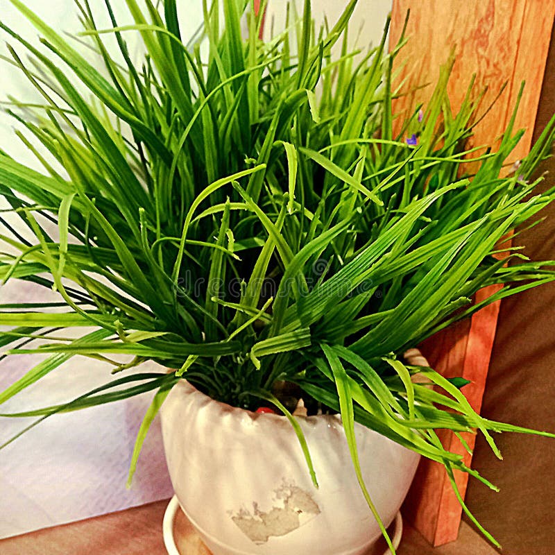 Indoor garden delight stock image. Image of nature, greenish - 378893837