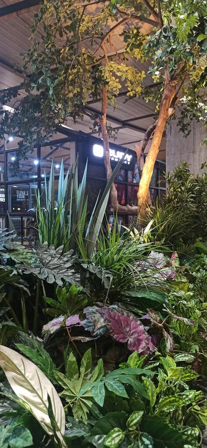 Forever green evergreen stock photo. Image of spring - 109680510