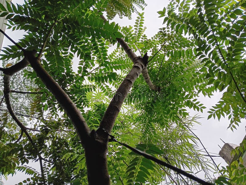 Indoor Garden with Tropical Trees Stock Image - Image of meditation ...