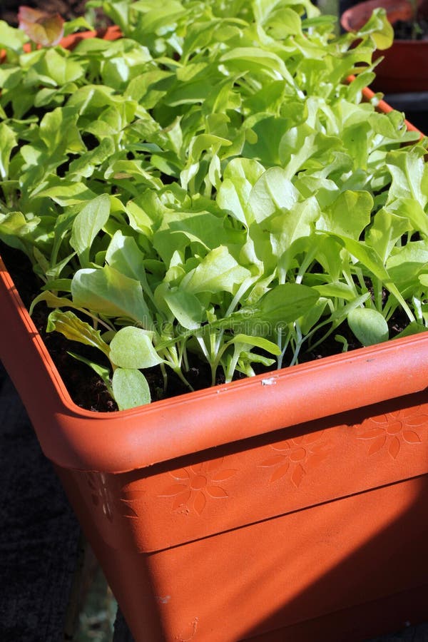 Indoor Gardening-lettuce Seedlings. Stock Photo - Image of green, tray ...