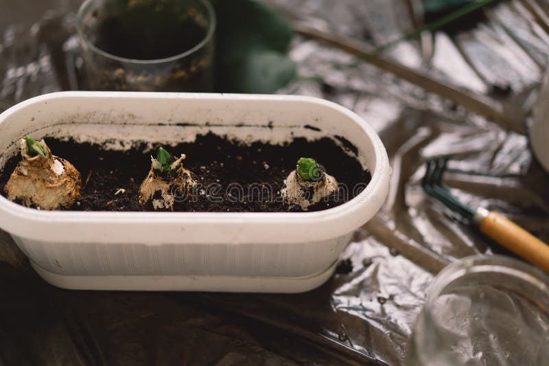 Indoor Gardening Project Showing Sprouting Bulbs in a White Planter Box ...