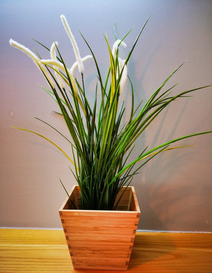 Indoor Green Grass Plant stock photo. Image of isolated - 138144110