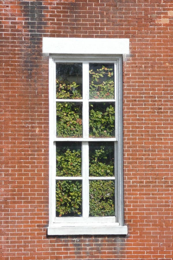 Indoor Greenery stock image. Image of flora, plants - 100754137