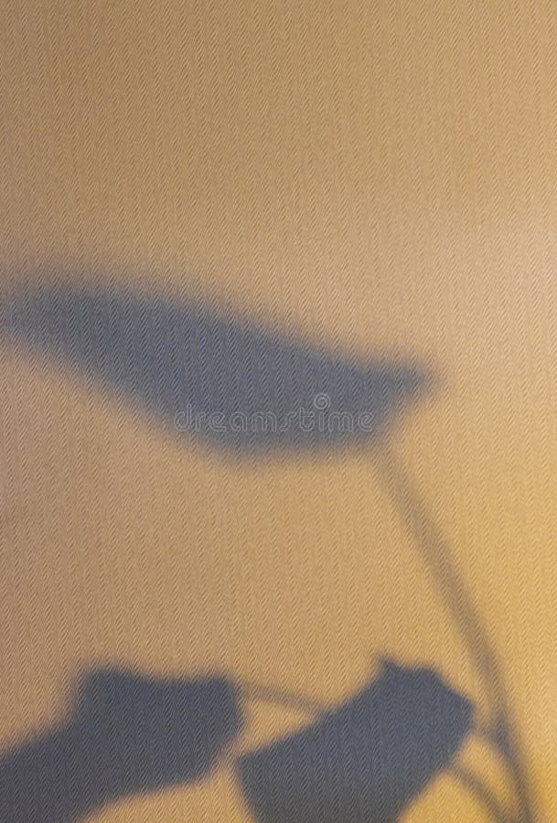 Indoor House Plant Casting Shadow To the Wall Behind. Concept Stock ...
